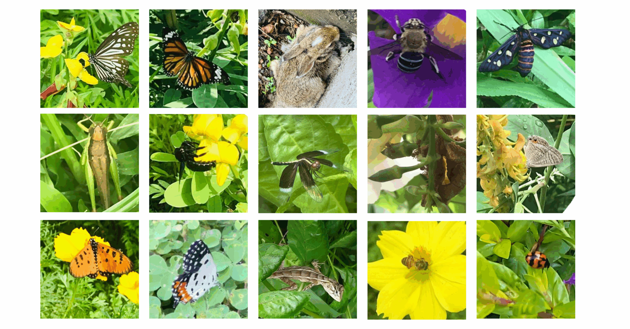 Small Space, Big Impact: Supporting Pollinators in Industrial ...